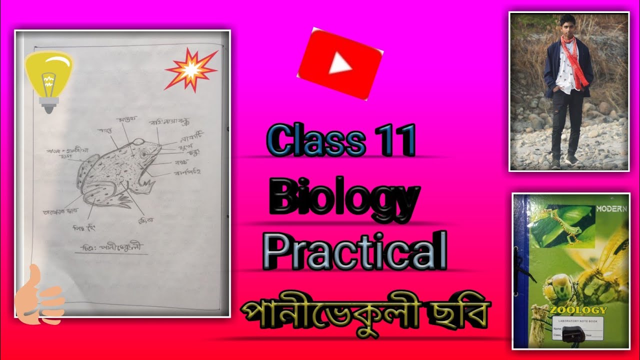 Class 11 Biology practical(zoology) পানীভেকুলী diagram - YouTube