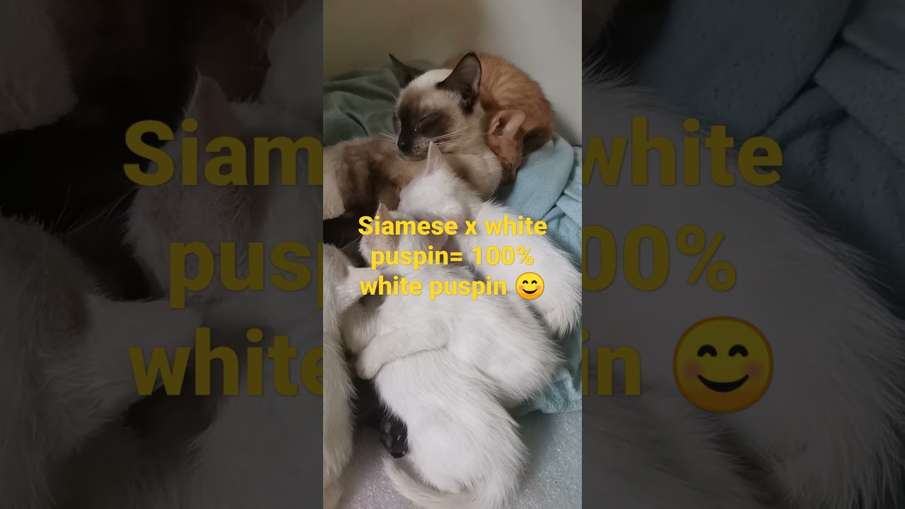 Pure siamese female x male white puspin = 100% white puspin kittens 😊 ...