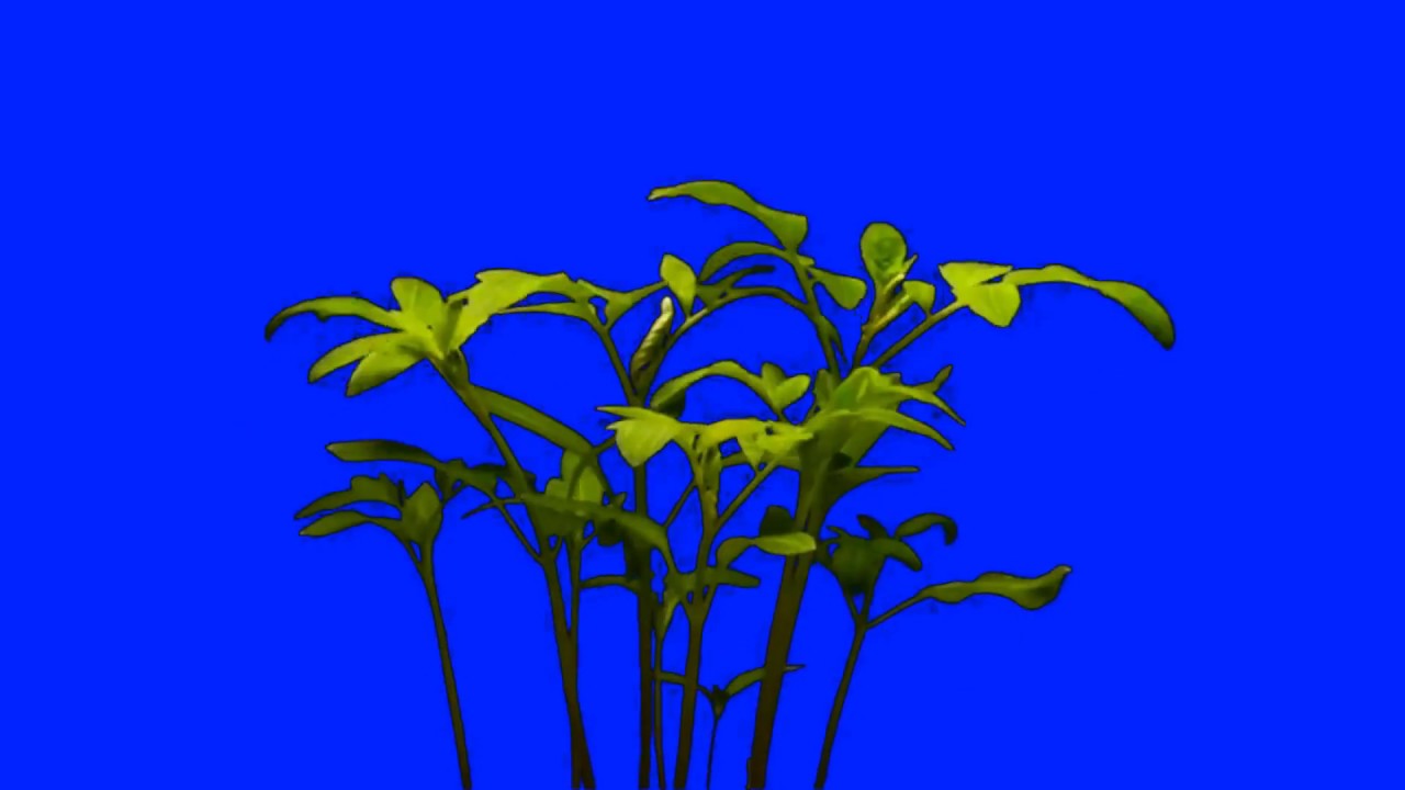 Growing Plants Timelapse (blue screen) - YouTube