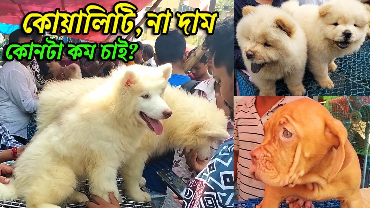 Galiff Street Pet Market Kolkata | dog market in kolkata | pet planet ...