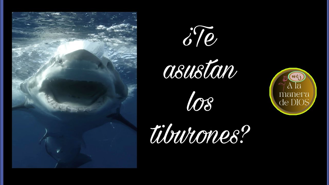 ¿Te asustan los tiburones? - YouTube