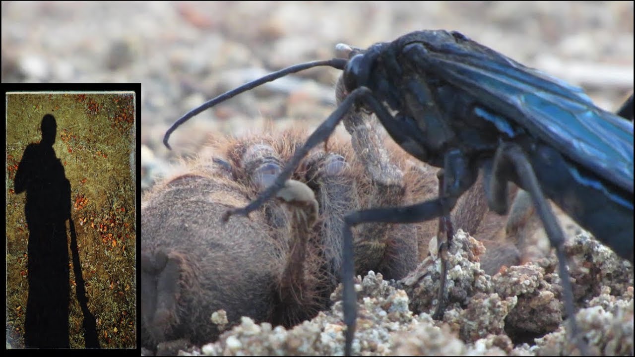 Spider Hunting Wasp Action - YouTube