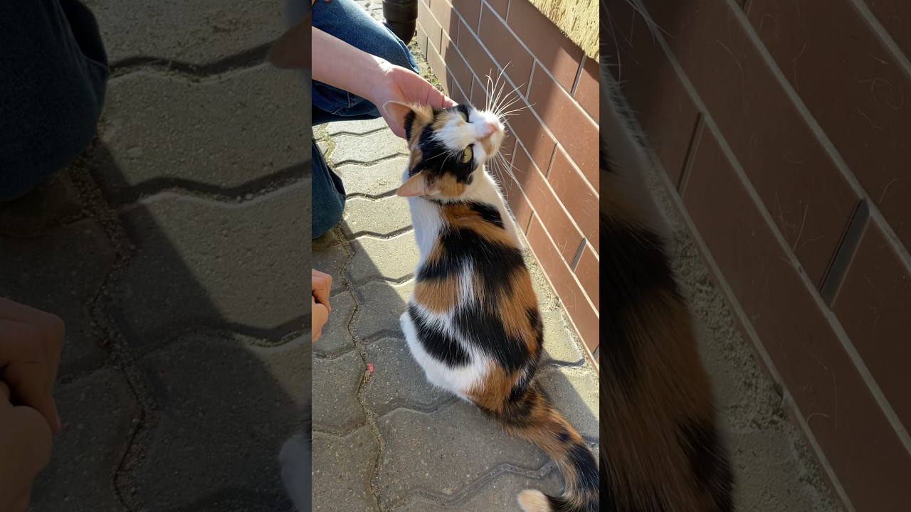 Szylkretowy kot🤯 - YouTube