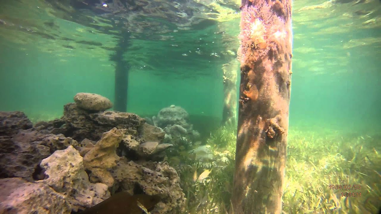 Our Reef in Abaco,Bahamas - YouTube