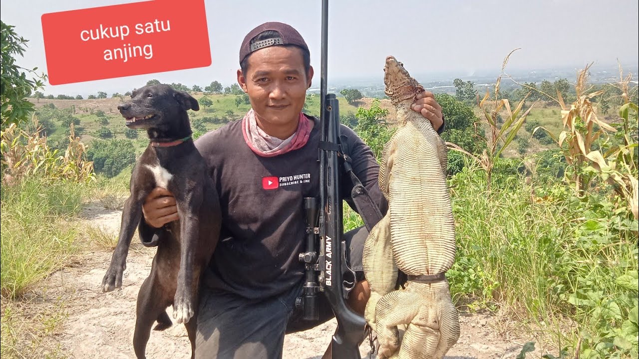 Baru 10 Menit😱 Unyil Dilepas Langsung Tumbang Predator(biawak) Jumbo#25 ...