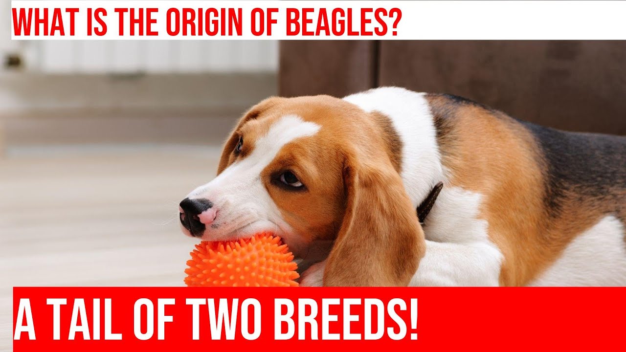 Beagles vs Siberian Huskies: Breed Comparison - YouTube