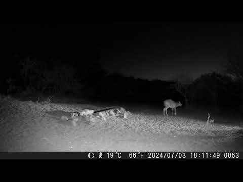 04 July 2024 duiker
