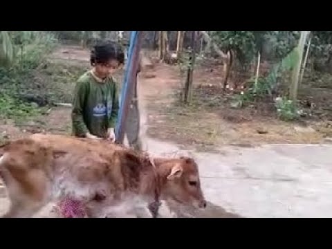My kid extracting milk from cow - YouTube