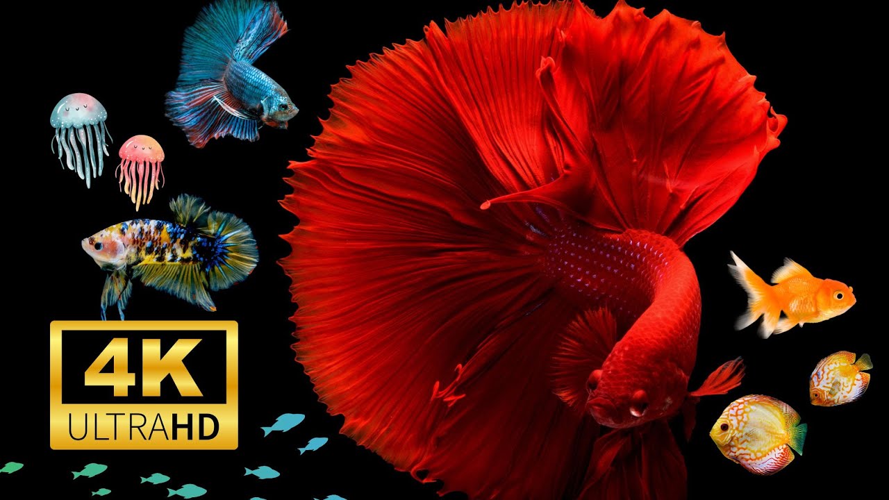 The Best 4K Aquarium for Relaxation 🐠 Relaxing Oceanscapes Sleep ...