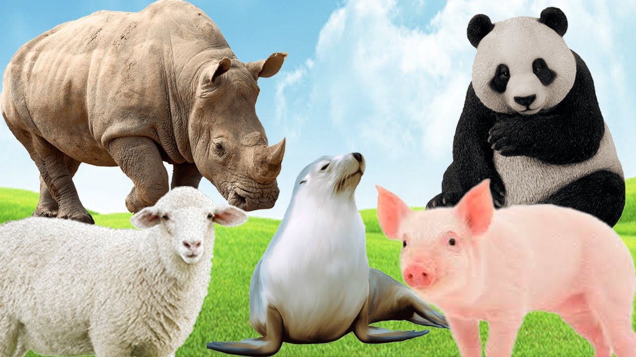 🐋🐬🐟🐠🐡🦈🐙🐚 crow, rabbit, dolphin, elephant, koala, pig, parrot - YouTube