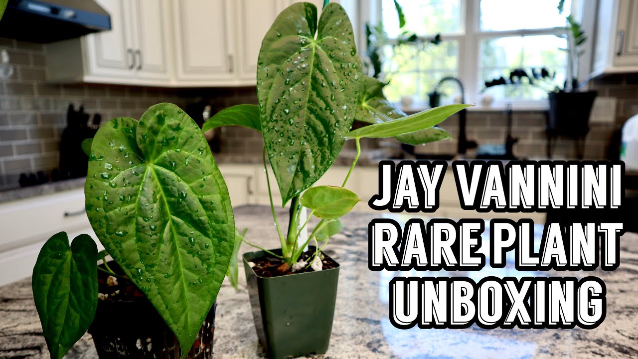Jay Vannini Anthurium Rugulosum Hybrids Rare Plant Unboxing - YouTube