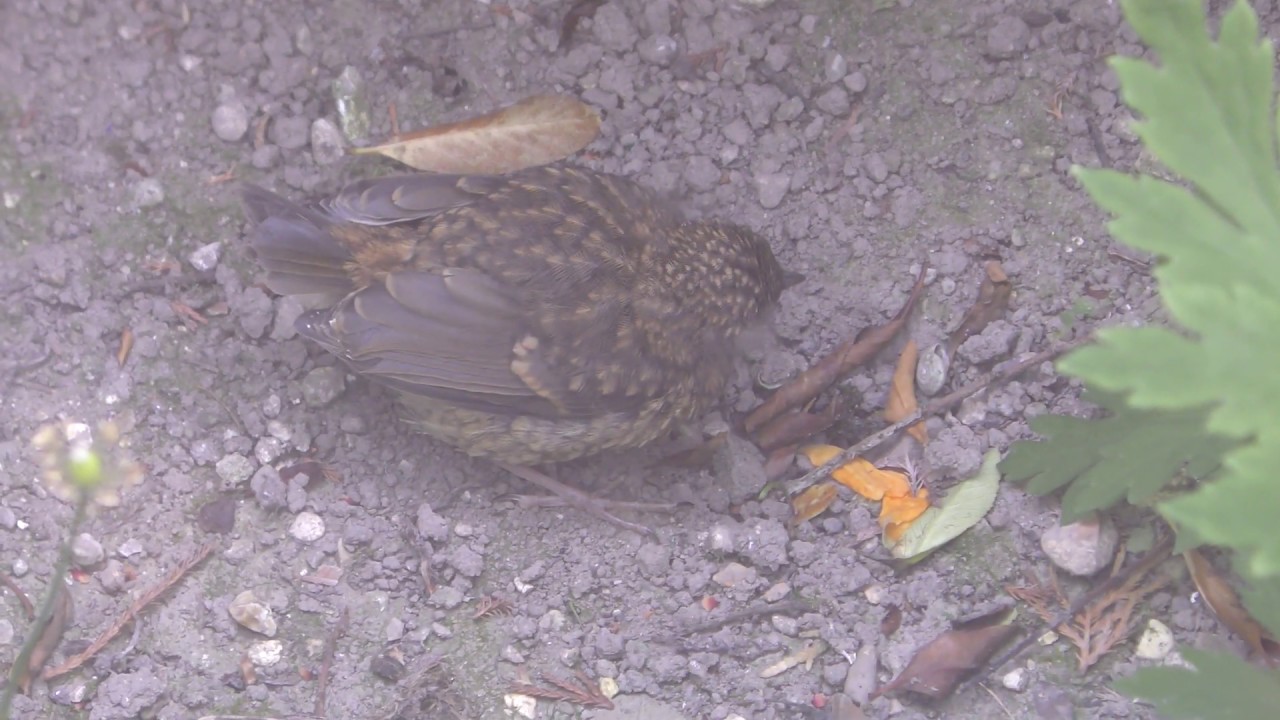 2 Baby fledgling Robins on ground in Cambridge UK 12may2020 424p - YouTube
