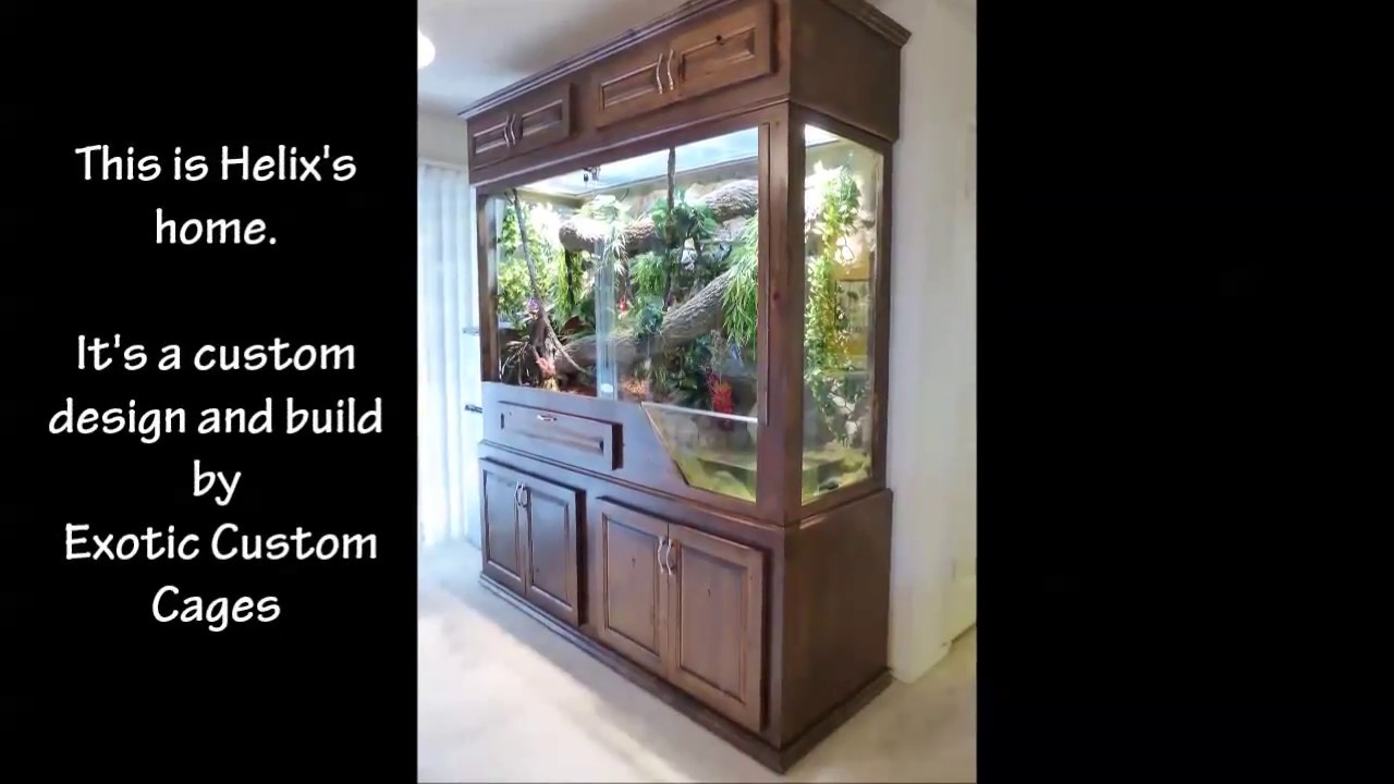 A Day in the Life of Helix Inside his Incredible Custom Boa Enclosure ...