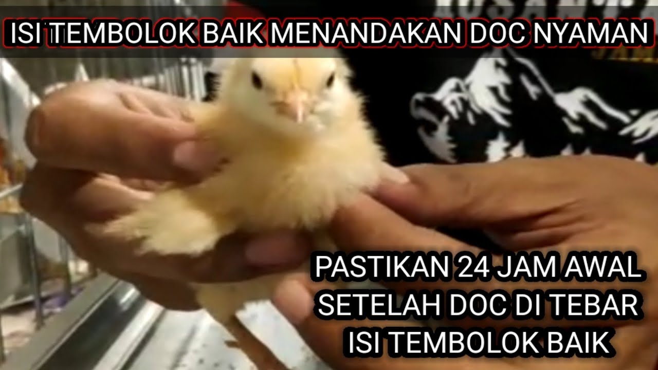 ANALISA KENYAMANAN DOC DENGAN CEK TEMBOLOK DOC SETELAH DOC DITEBAR ...