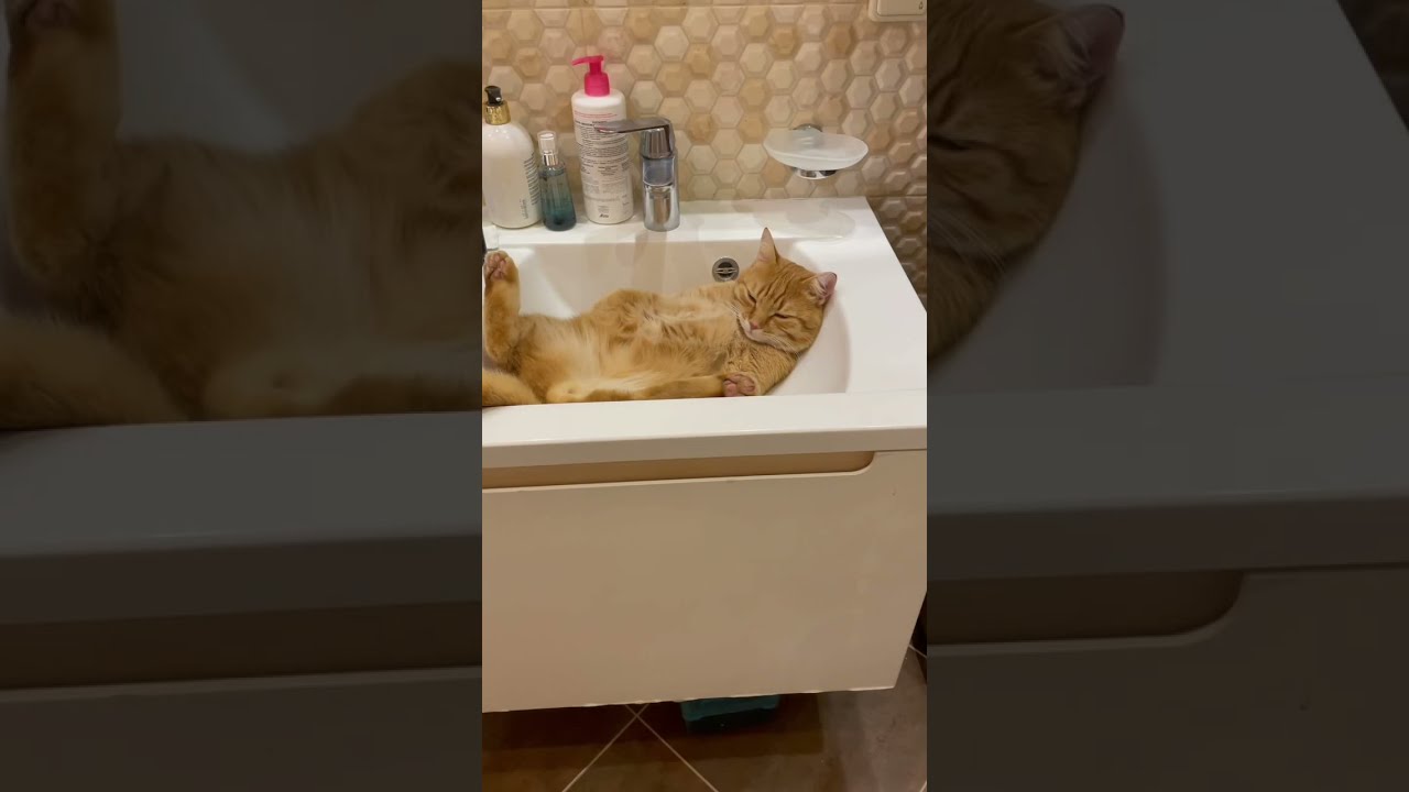 Real Life Garfield? Credits: mitay_cat #shorts #funny #cat #cats - YouTube