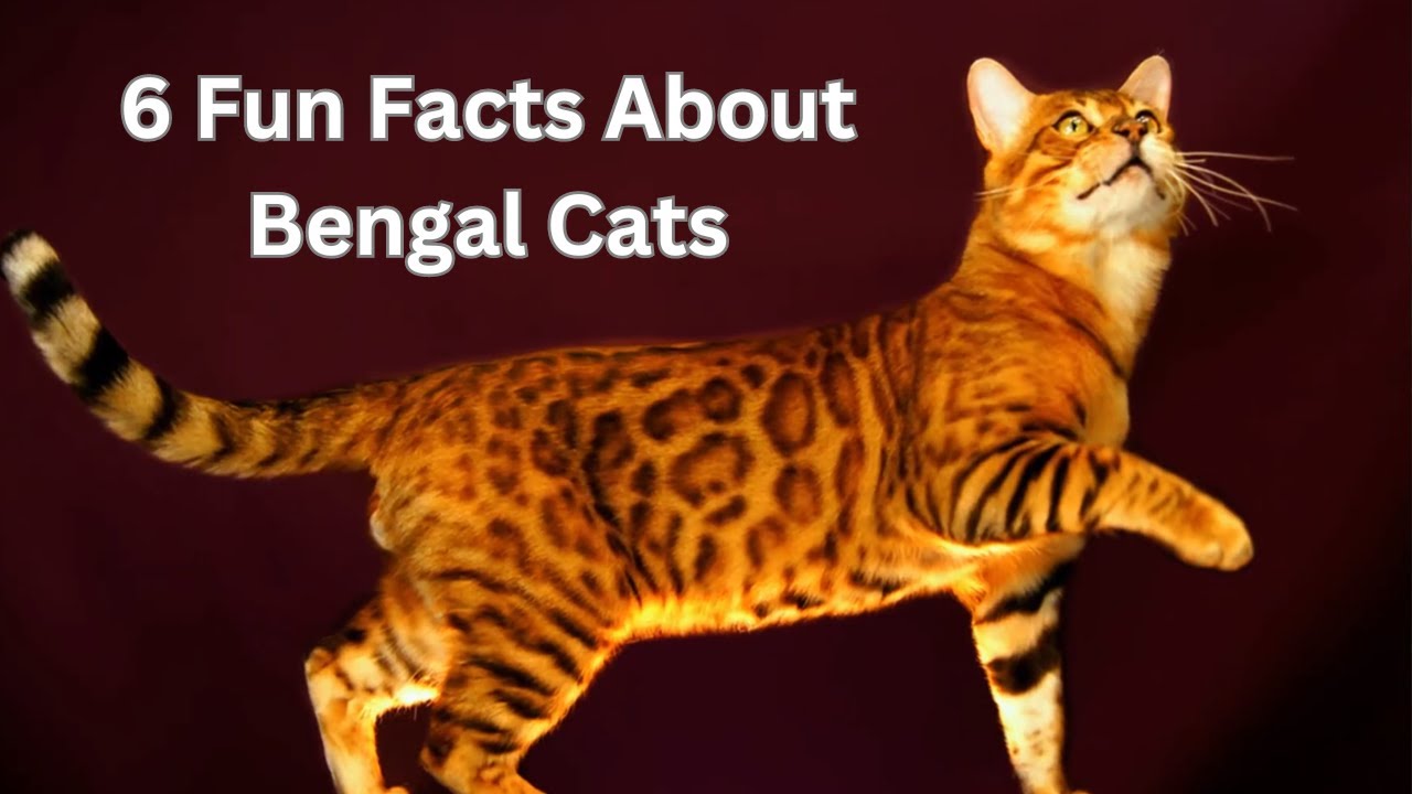 Bengal Cats 101: 6 Purr-Fect Facts - YouTube