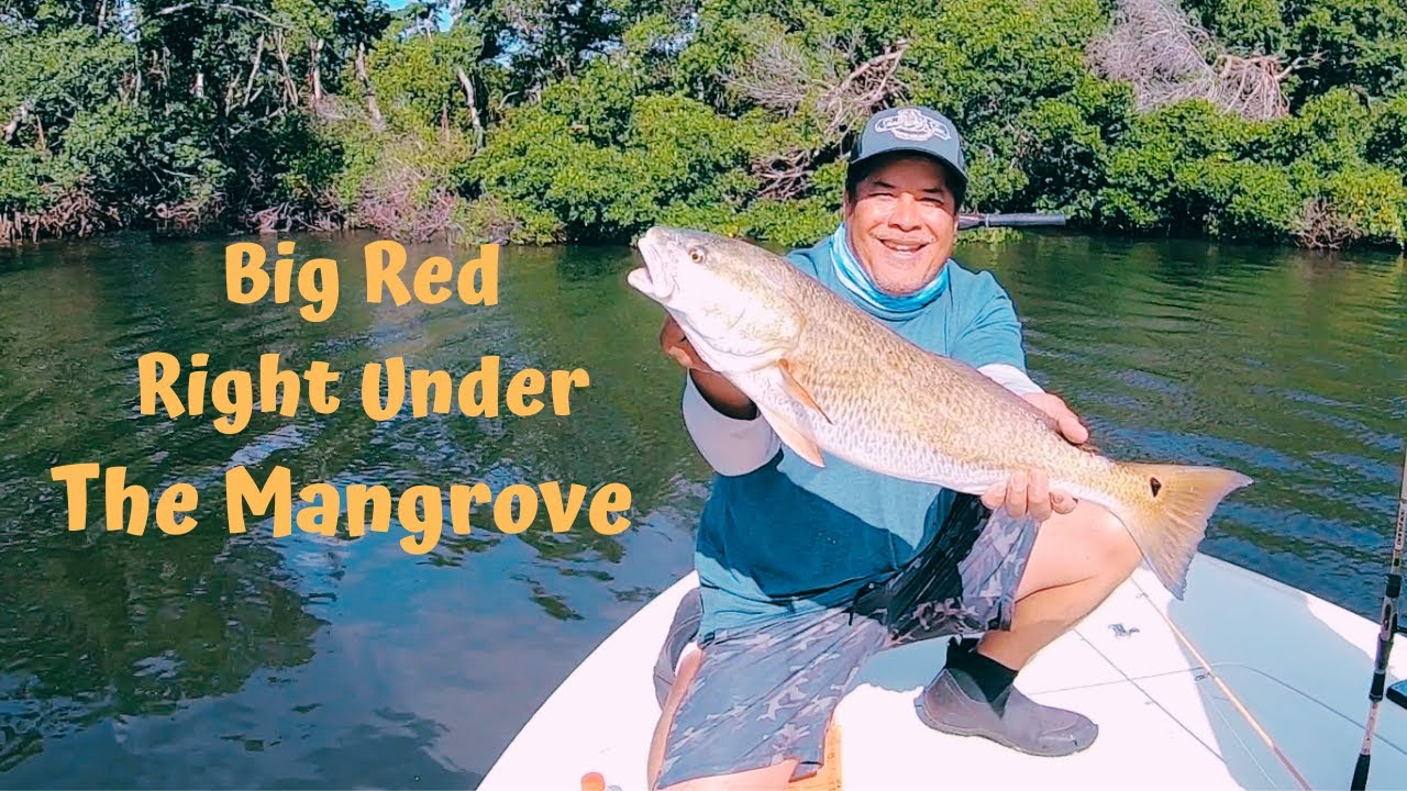 Big Red Fish Under Mangrove - YouTube
