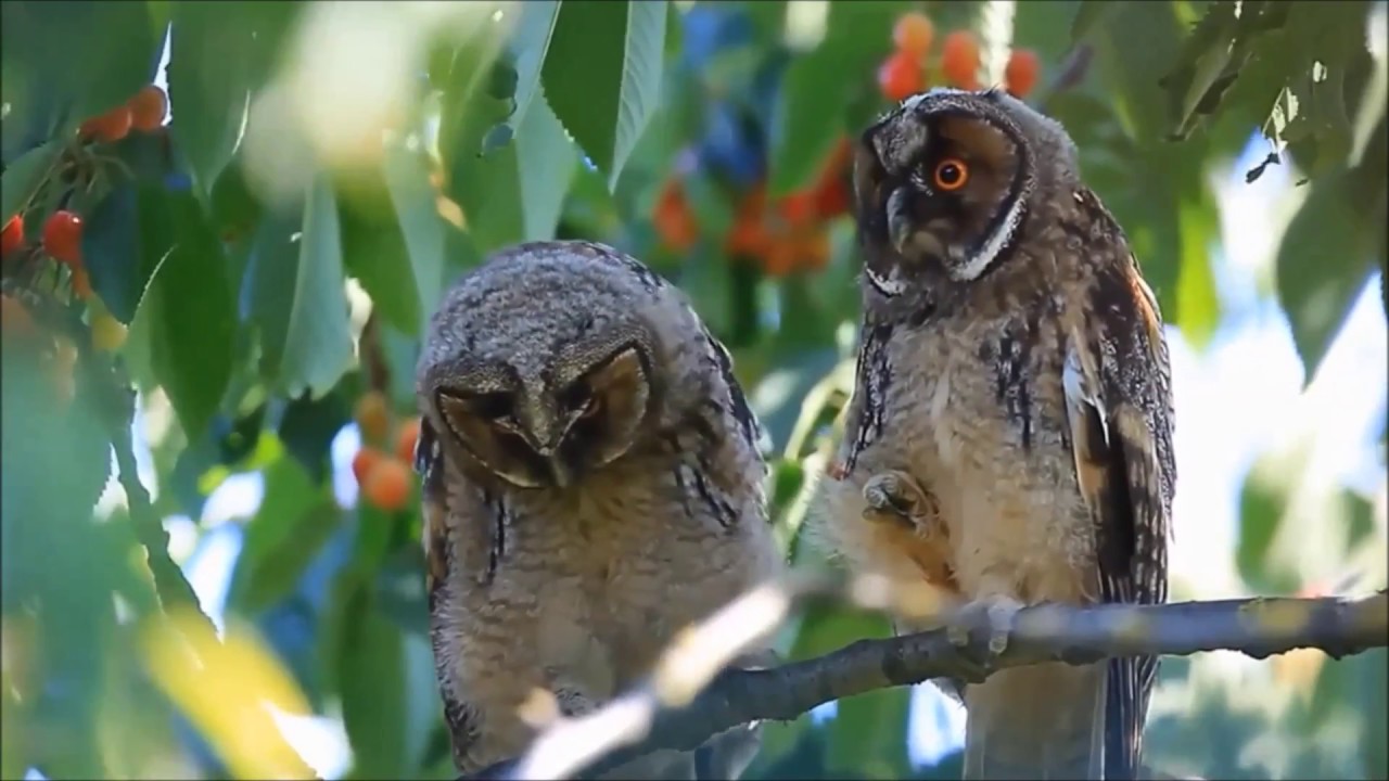 Owl dancing on the tree - YouTube