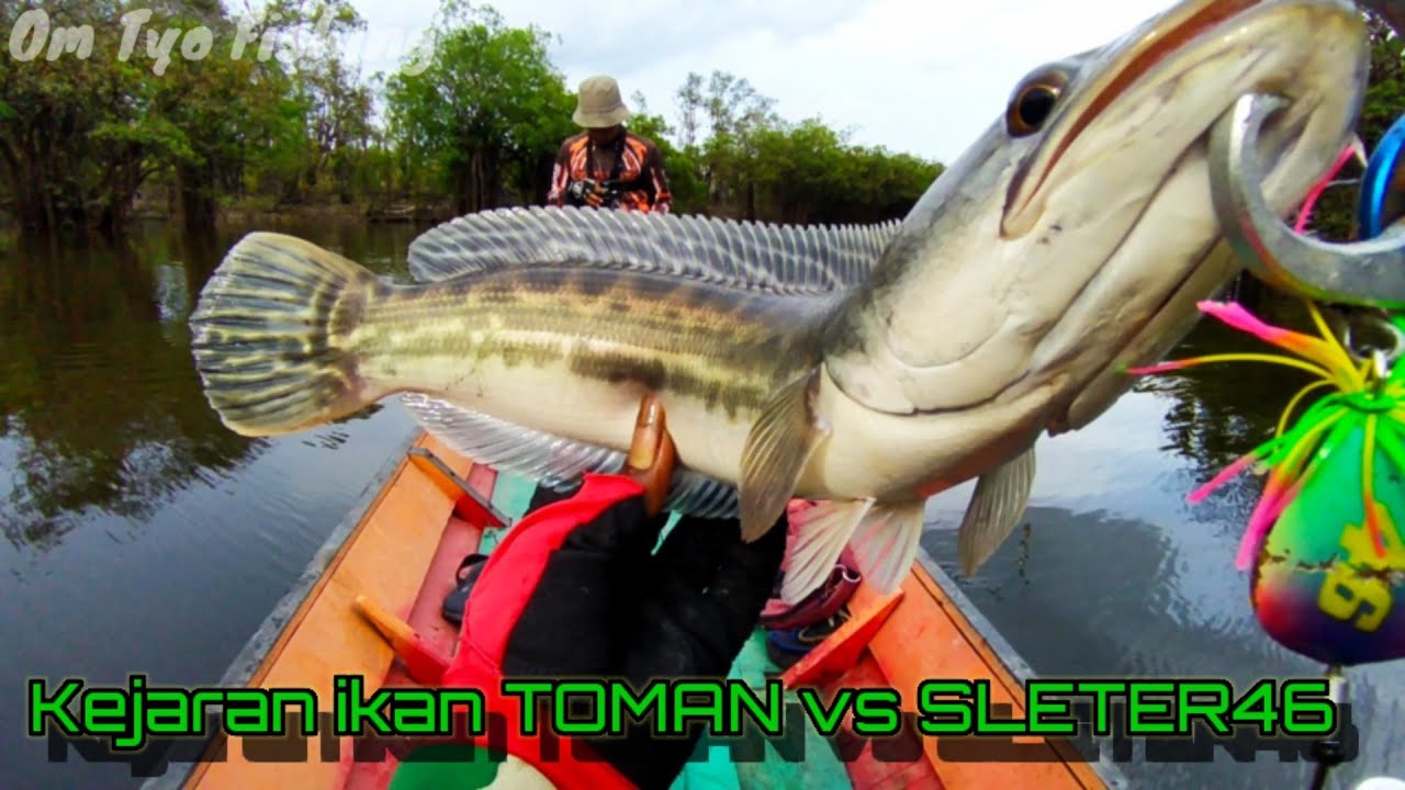 CASTING IKAN TOMAN || Casting snakehead - YouTube