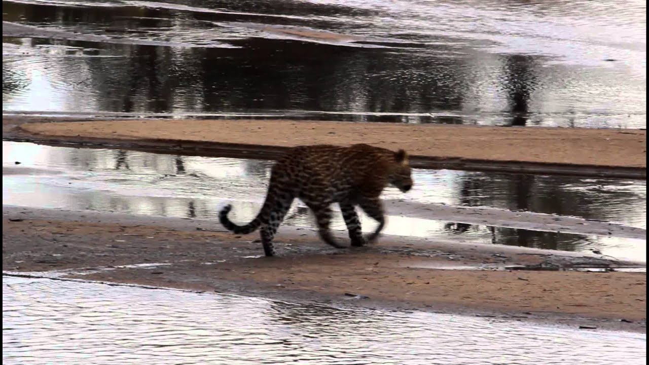 leopard crossing river - YouTube