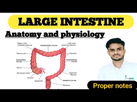 LARGE INTESTINE anatomy and physiology with proper notes ll medical ...