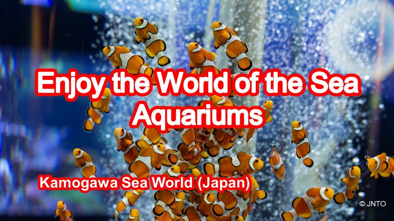Kamogawa Sea World (in Chiba): Diverse marine life exhibits and ...