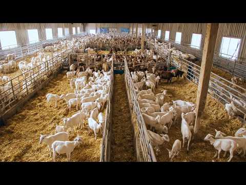 Million Goat Raising Farm Technology - Visit Largest Europe Goat Slaughter & Meat Processing Factory