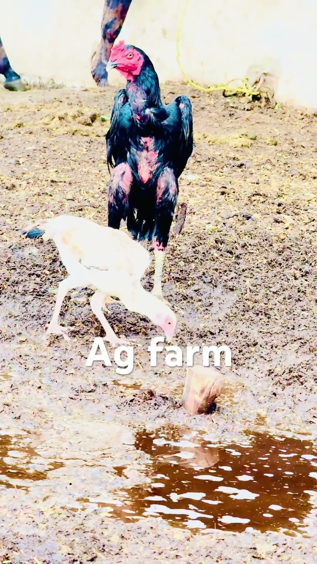 #alhumdulillah #birdslover #breedar #black #agfarm #sialkot - YouTube