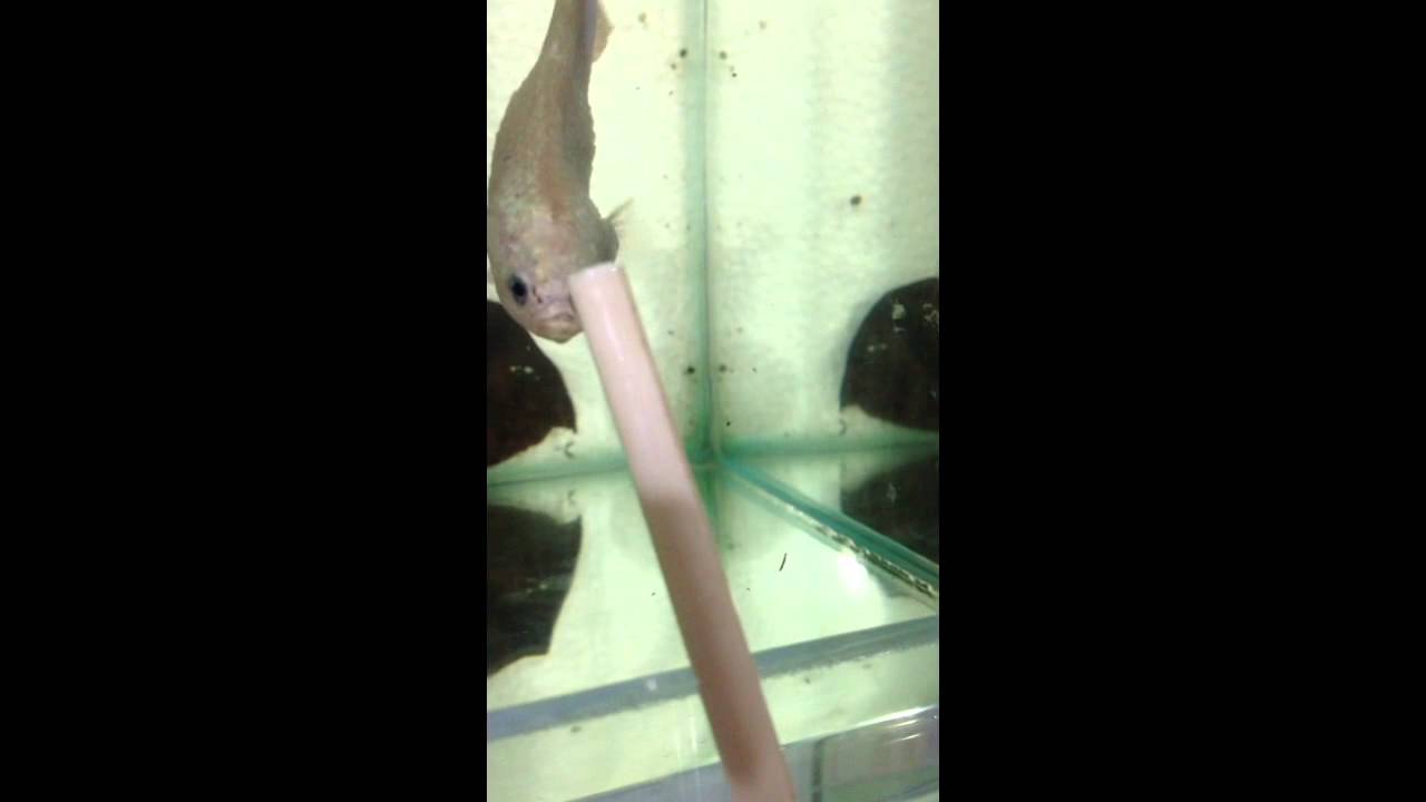 Picky Giant Betta Fish - the only food bisugo eats - YouTube