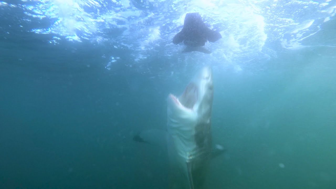 Great White Shark From Below