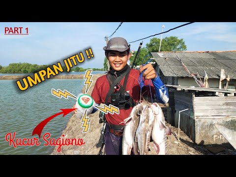 UMPAN G1L4..PANTES AJA VIRAL..!! Mancing ikan keropak/kedukang di muara gembong - muara bendera