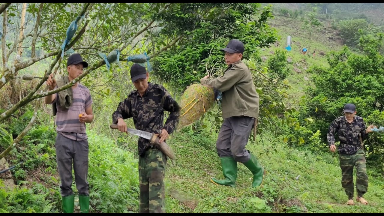 grow orange trees. life outside freedom - YouTube