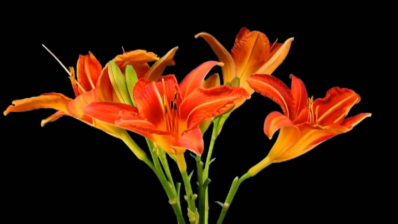 I Give Flowers To You YouTube i-give-flowers-to-you-youtube