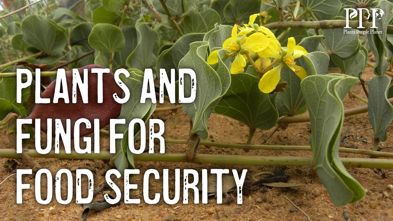 Unlocking plant resources to support food security and promote ...