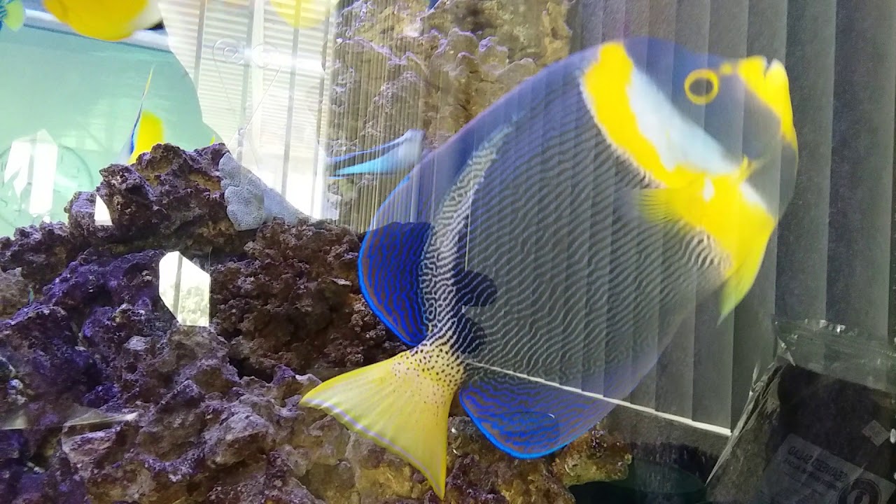 Marine Angelfish - YouTube