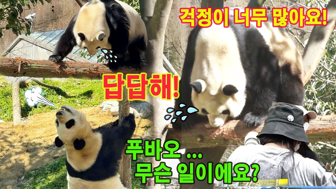 ์ธ์์๐ฅํธ๋ฐ์ค๋ ๋์์์ด ๋๋ฌด ์ค๊ธฐ๋ฅผ ๊ธ์ด์ ์คํธ๋ ์ค๋ฅผ ํด์ํฉ๋๋ค๐ฆ๐ฅต๊ฐ์๊ธฐ ํฐ์๋ฆฌ๋ก ์ง๋ฅด๋ ํธ๋ฐ์ค ํ๊ตญ ์ด๋ชจ ๊ฑฑ์ ๐ข๐ Youtube