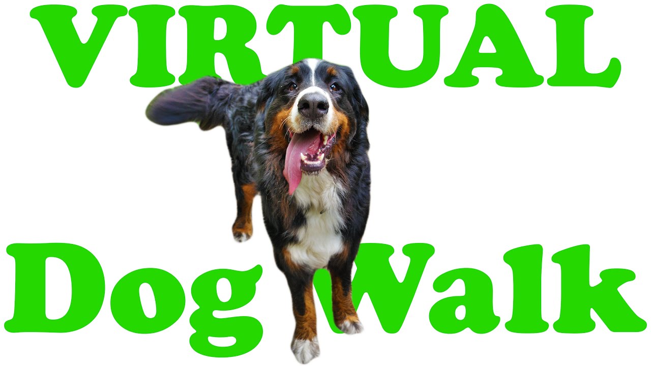 Virtual Dog Walk | Six Dogs Walking through nature | 4K - YouTube