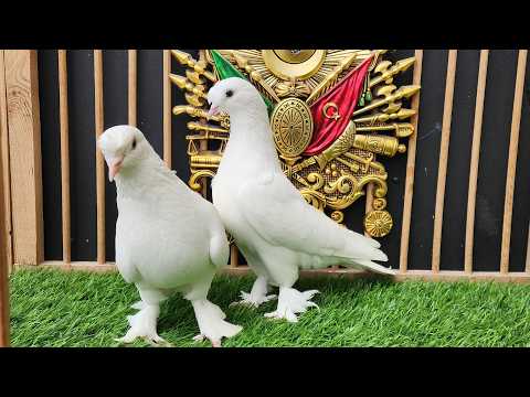 🔴DUY SESİMİ TÜRKİYEM ALTIN SERİSİ ÜST DÜZEY BOMBA KUŞLAR KAÇIRAN ÜZÜLÜR‼️ #oyunkuşu #canlımezat