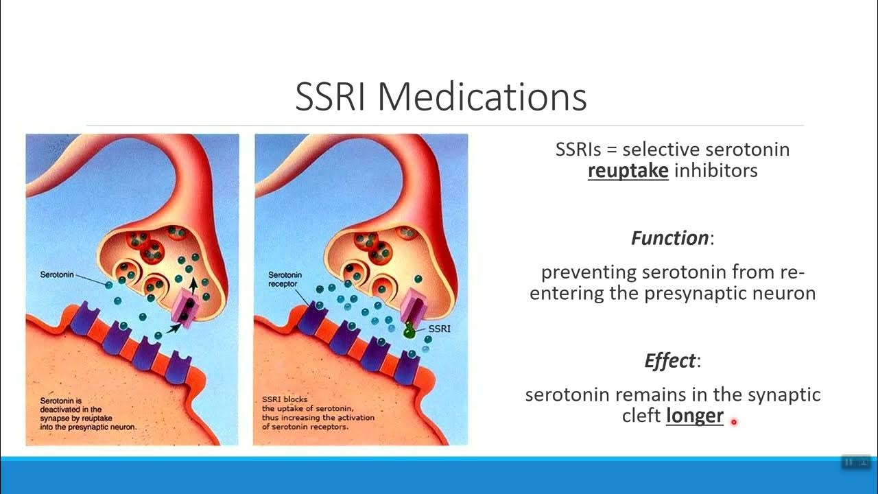 Chapter 11 - Neurotransmitter Clearance & Types of Synapses - YouTube