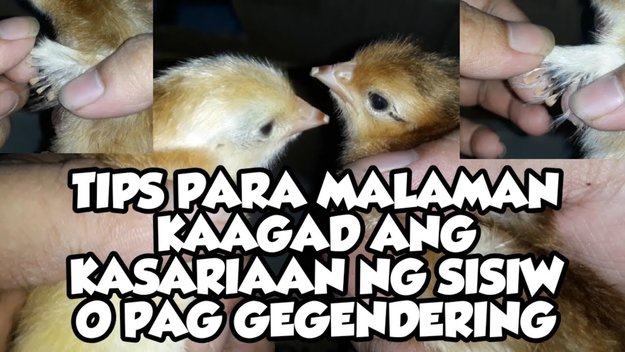 PAANO MALALAMAN ANG DAY OLD CHICK O SISIW ANG LALAE AT BABAE - YouTube