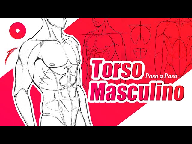 Dibujo De Referencia De Torso Masculino 548x505