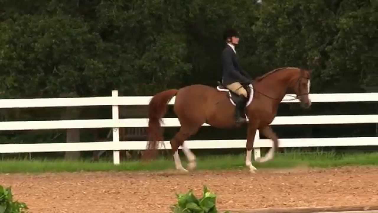 Bay Area Equestrian Center Show Team - YouTube