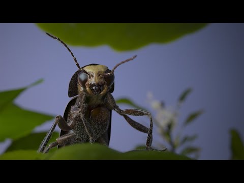 Why Superposition Eyes Help Insects See At Night