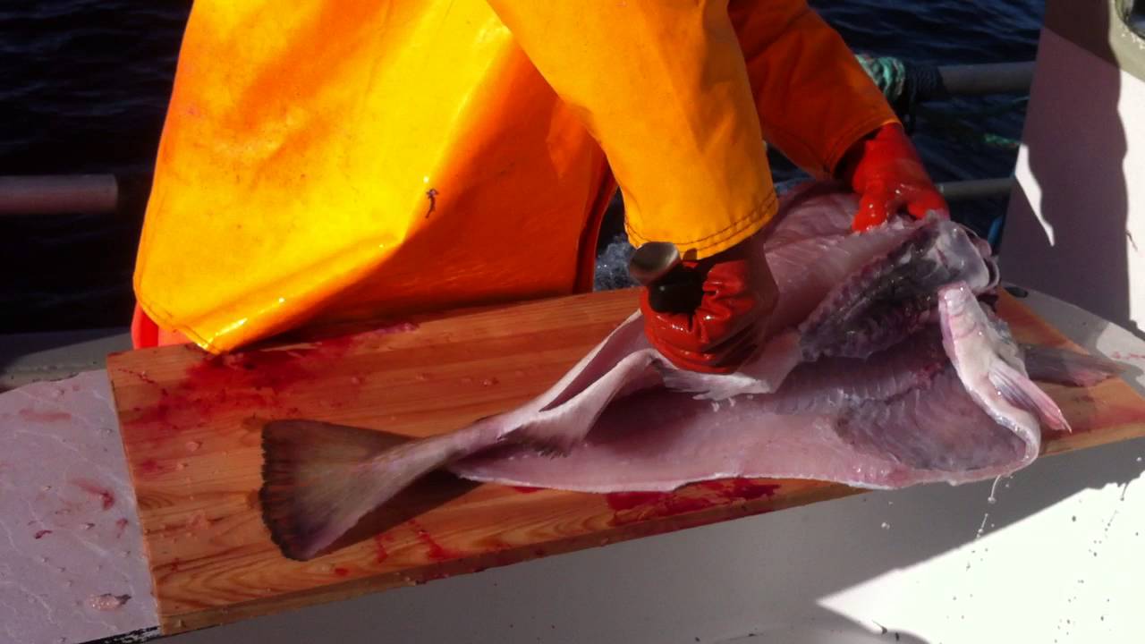 The fastest cod fillet cutting? - YouTube
