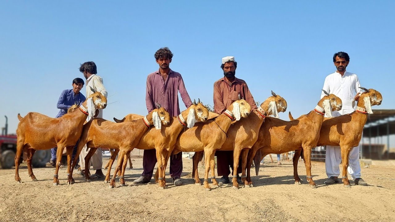 Worlds Top 3 Goat Breeds | Complete Documentary - YouTube
