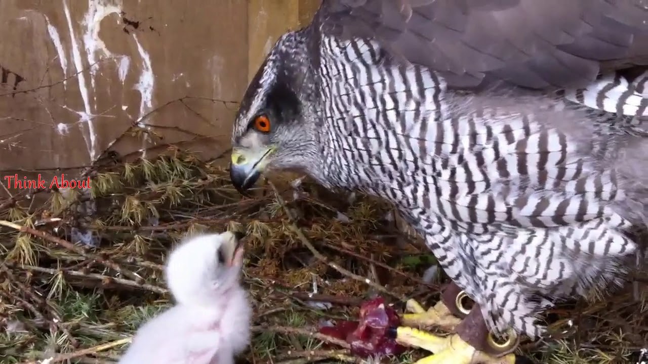 How do Falcon feed meat to its chick ? - YouTube