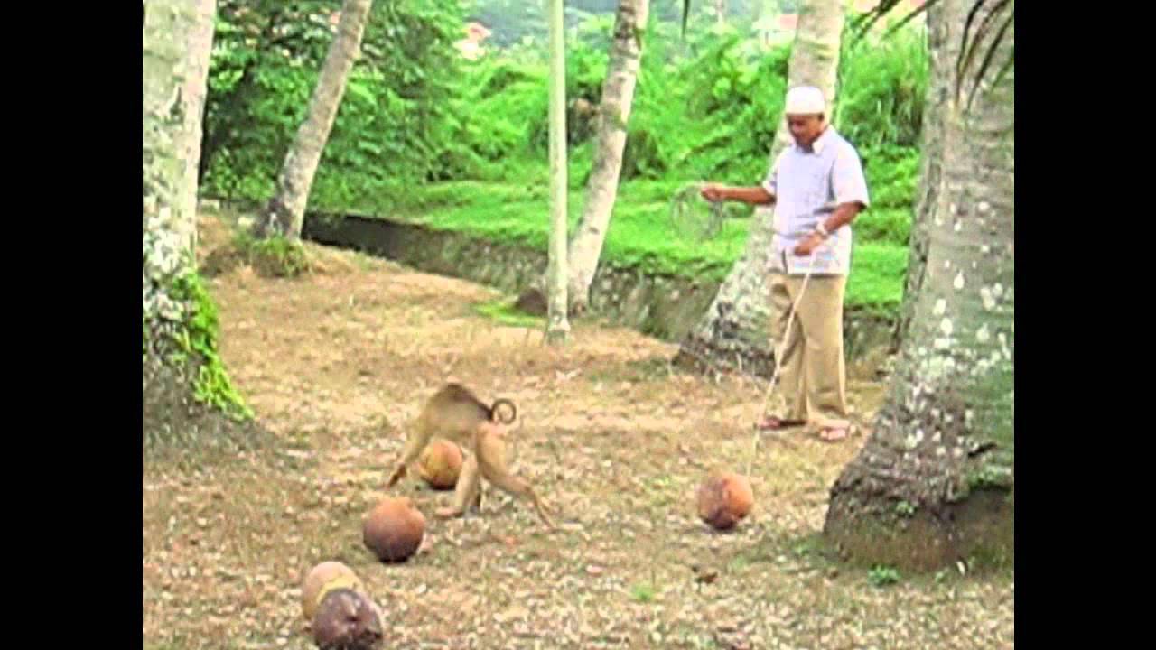Ali the Monkey Trained to Pluck Coconuts - YouTube