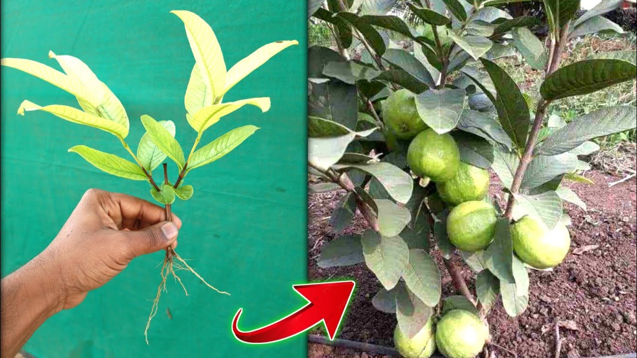 How to grow guava tree grafting from guava cutting full success - YouTube