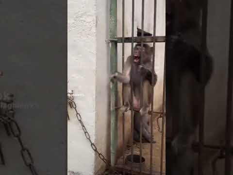 MACACO FICA IRRITADO.