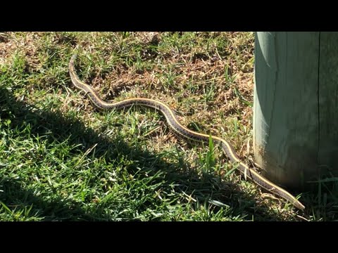 One FAT Garter Snake (snake season?)